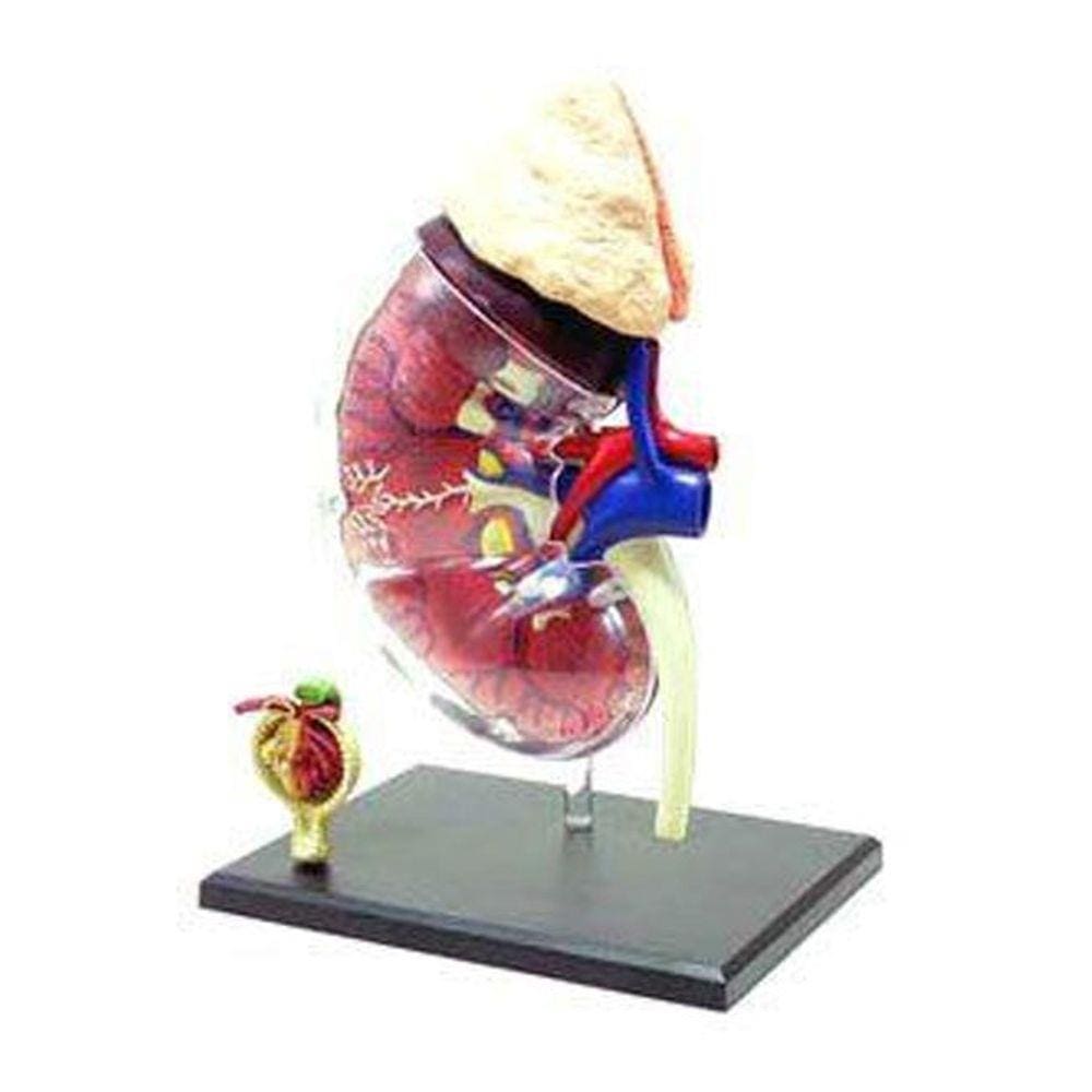 Anatomia rim | Pontofrio