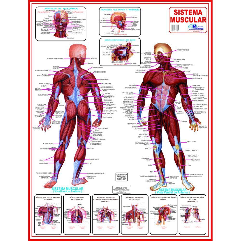 Mapa do corpo humano sistema muscular anatomia120cm x 90cm | Pontofrio