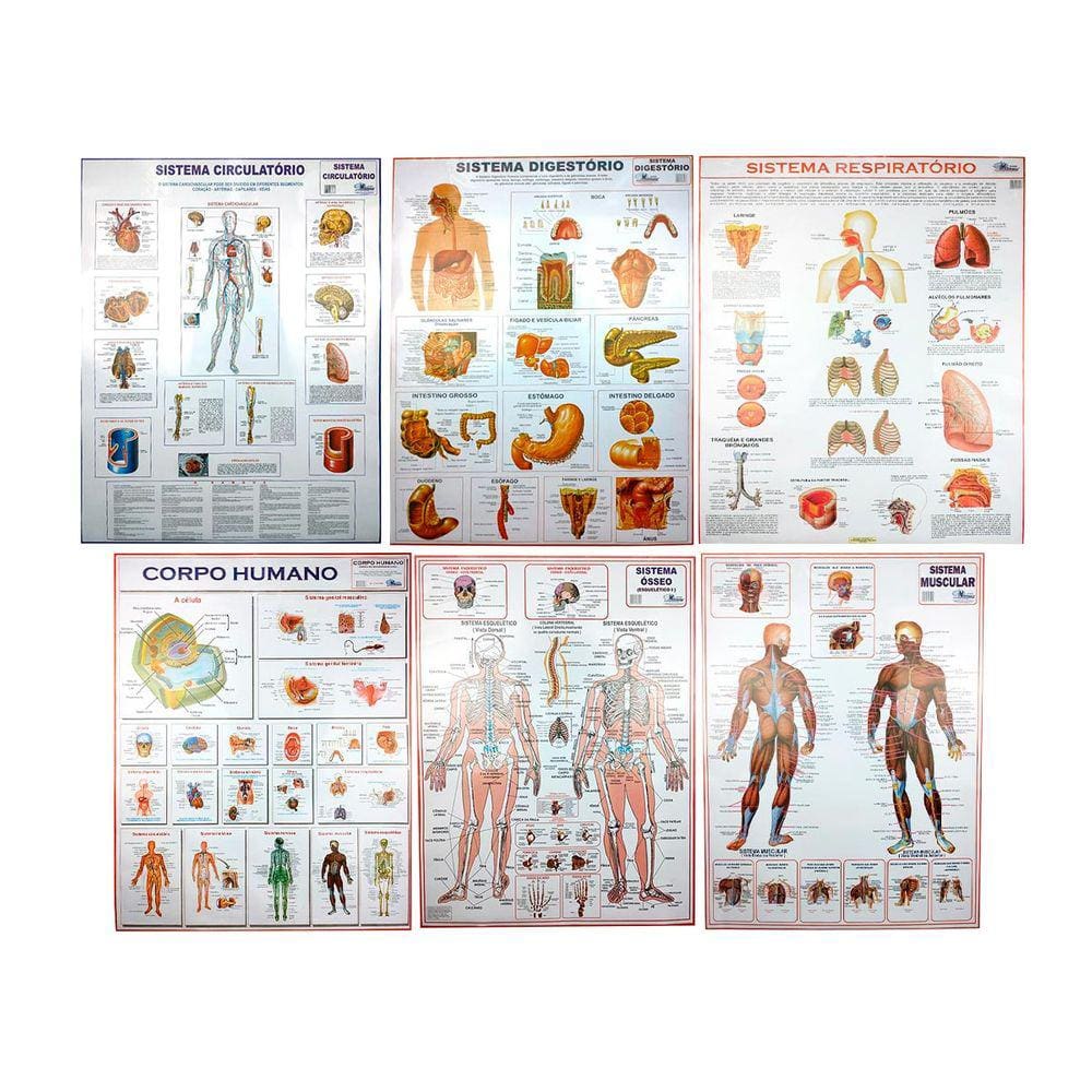 Mapa do corpo humano sistema muscular anatomia120cm x 90cm | Pontofrio